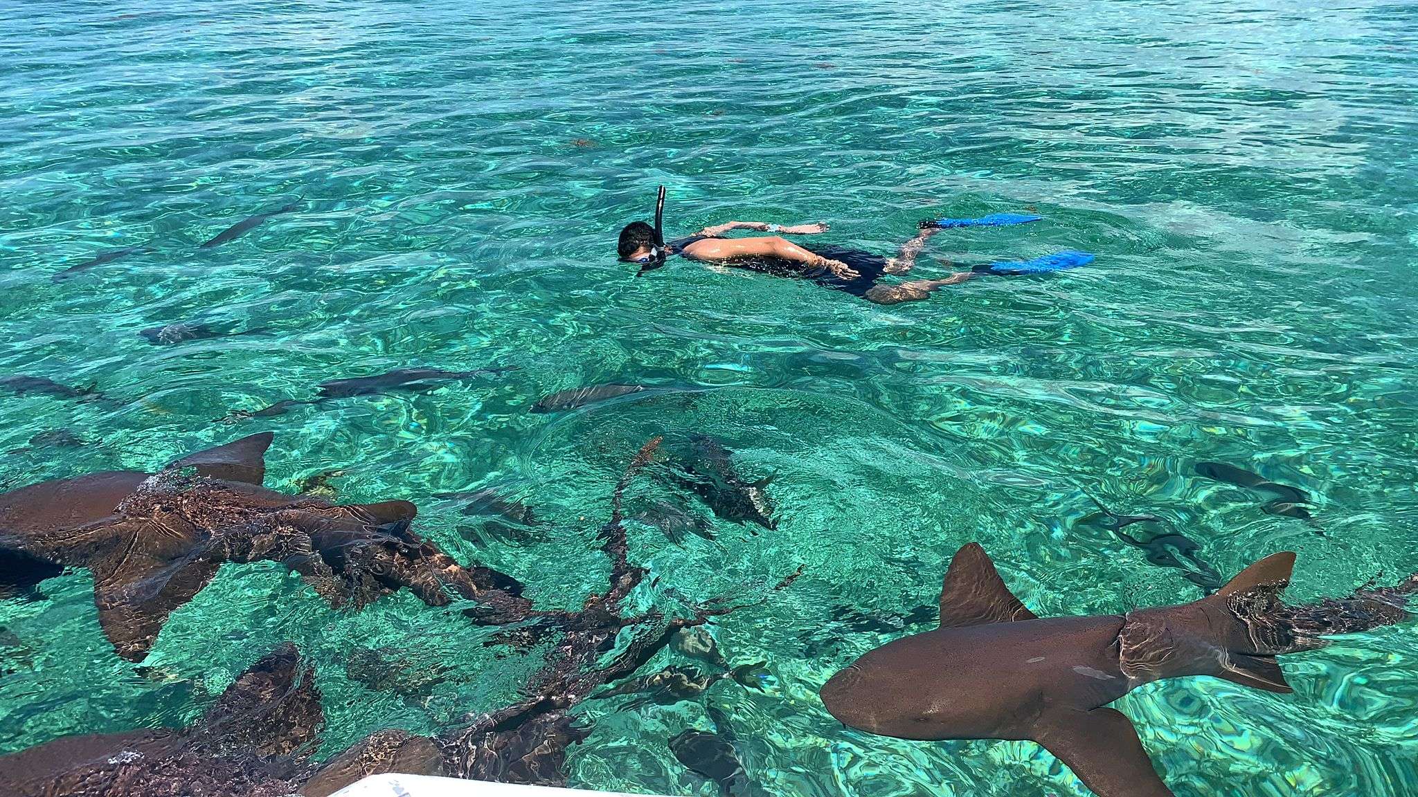 Snorkeling Tours • Chabad of Belize